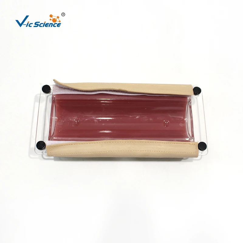 Medical Simulation Human Skin Model Medical Simulation Human Skin ...