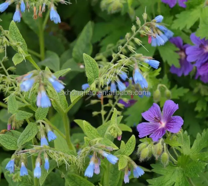 Free Sample Lithospermum Root Extract Gromwell Root Extract/radix ...