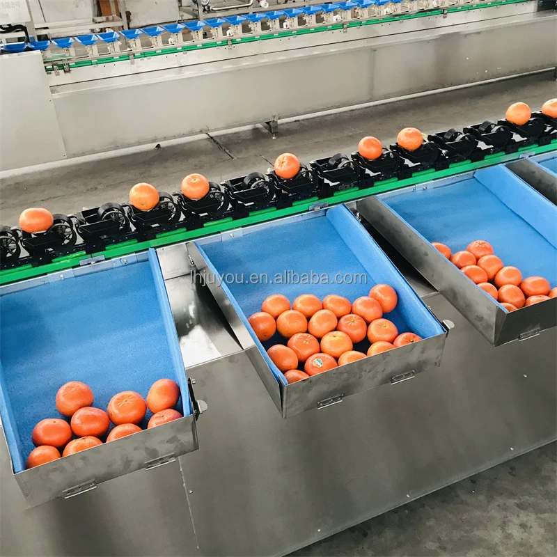 Fruit and Vegetable Sorting & Grading Machine - High Efficiency