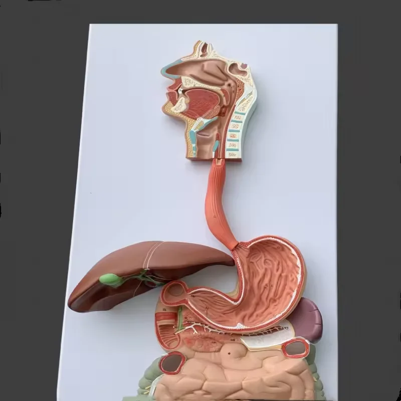 Medical Science Human Digestive System Model Digestive Tract Stomach ...
