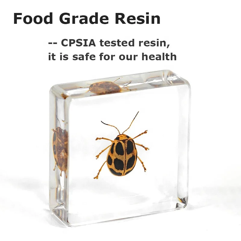 Alibaba.com: Acrylic High Clear Epoxy Resin Taxidermy Specimen for ...