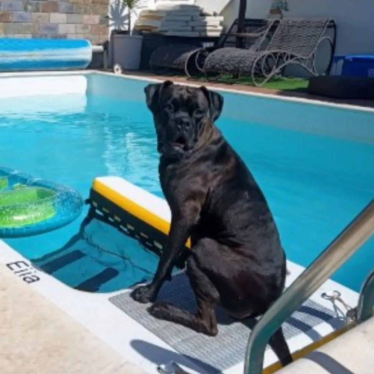 Water Ramp Inflatable Pup Plank Pet Dog Ramp For Float Dock Pool - Buy ...