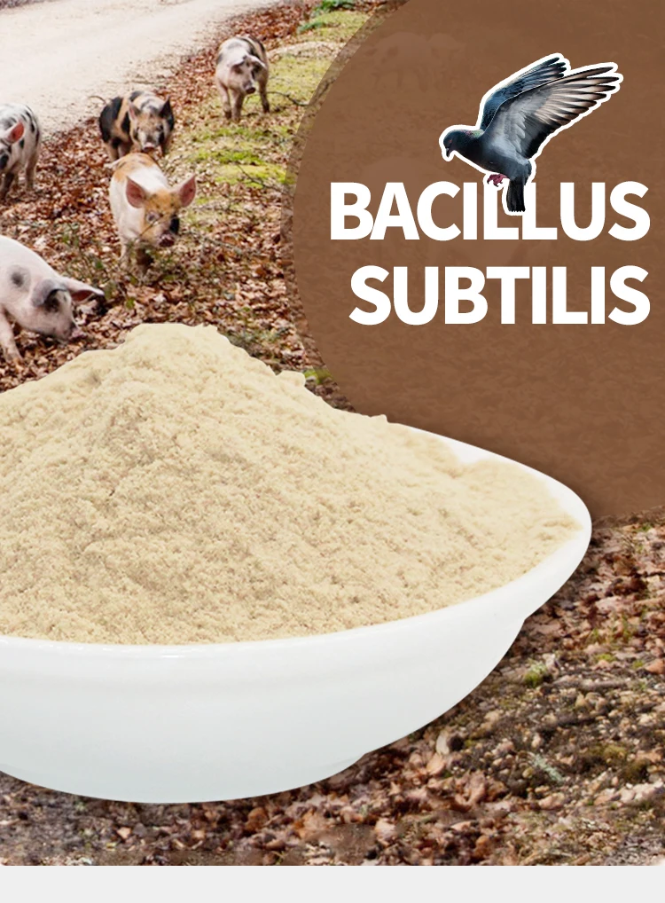 Feed Grade Probiotics Powder Bacillus Subtilis - Buy Feed Additive ...
