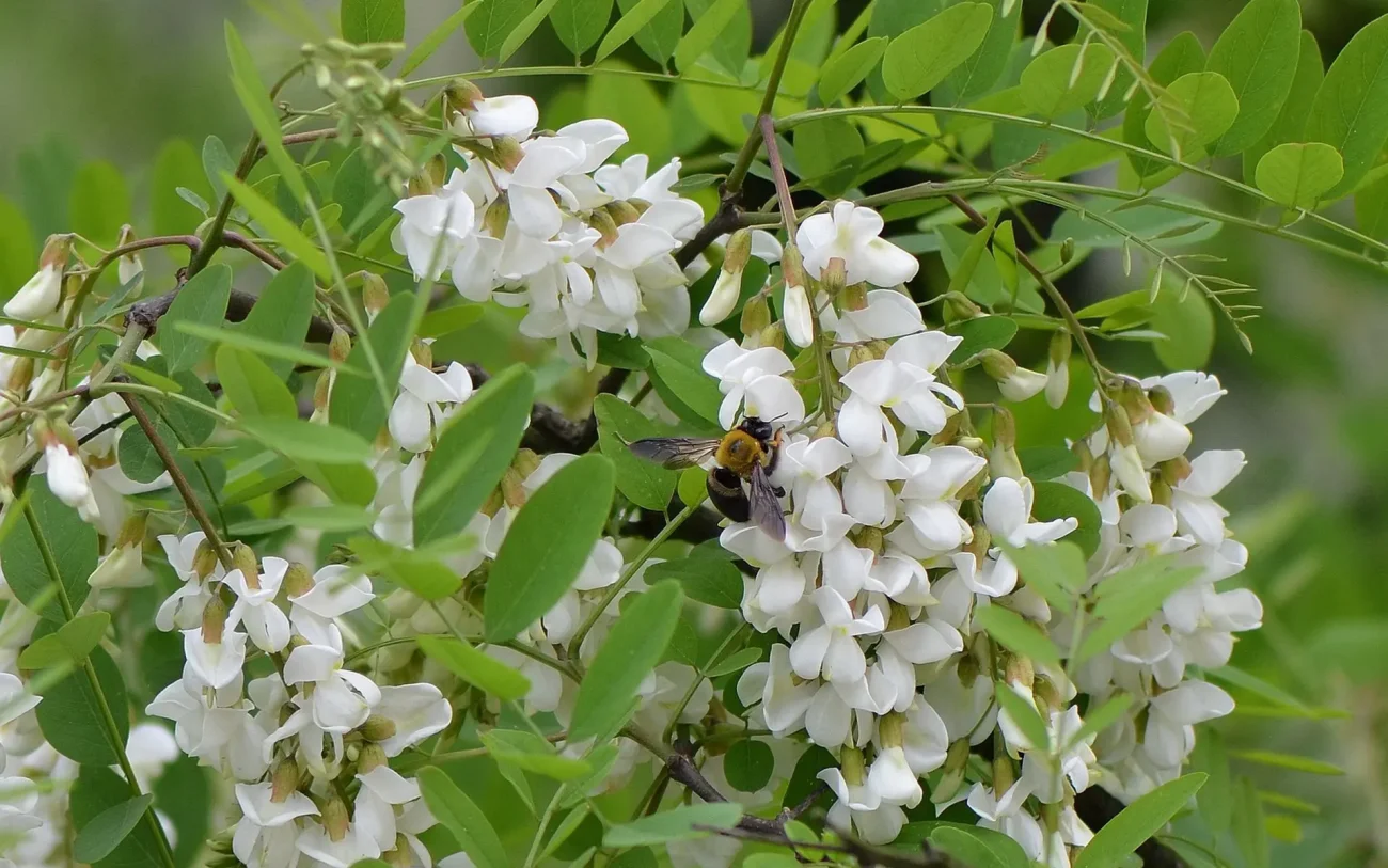 Factory Supply Dried Sophora Japonica Flower Plant Extract Powder Nf11 ...