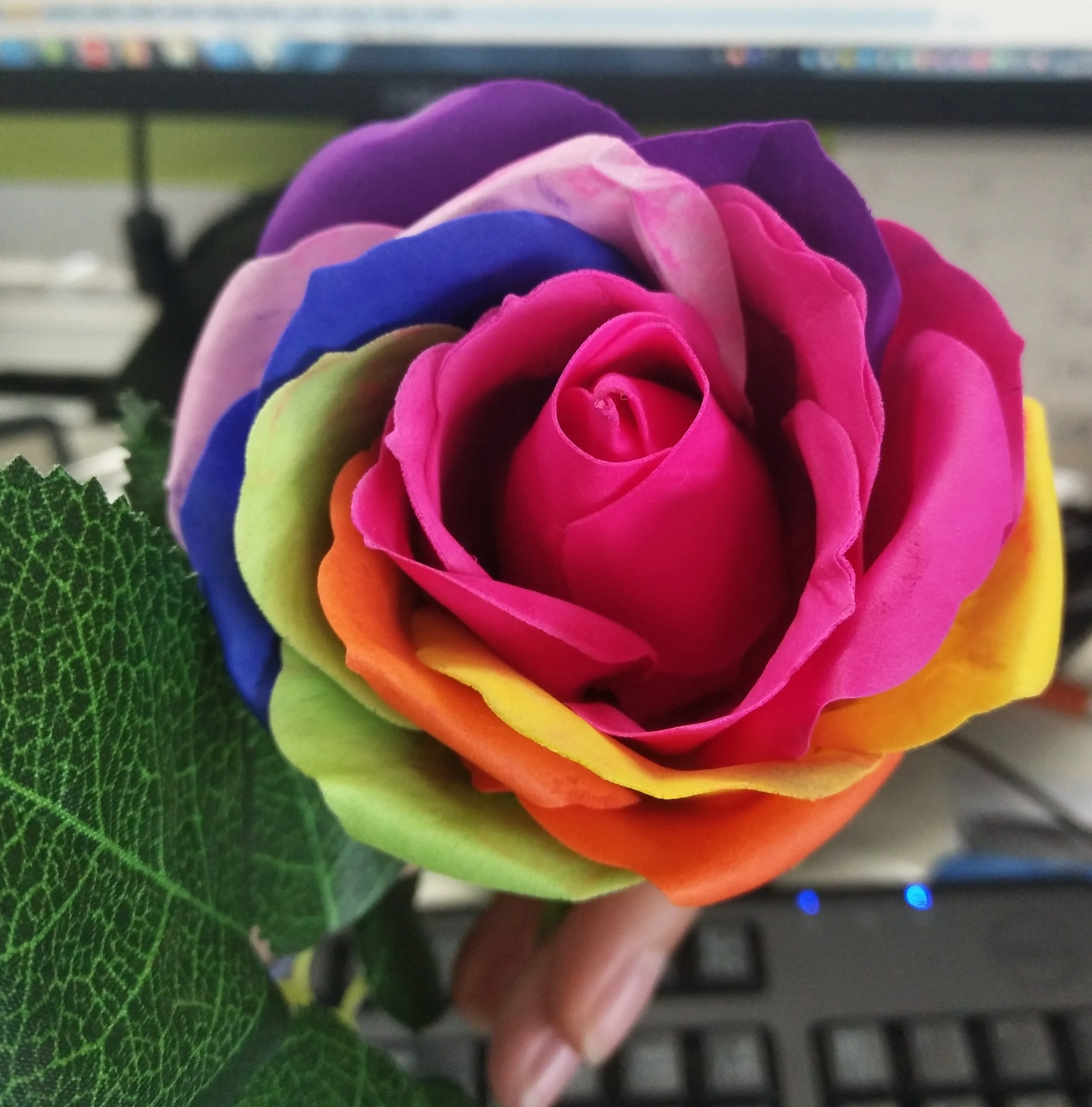Real Rainbow Rose Plant