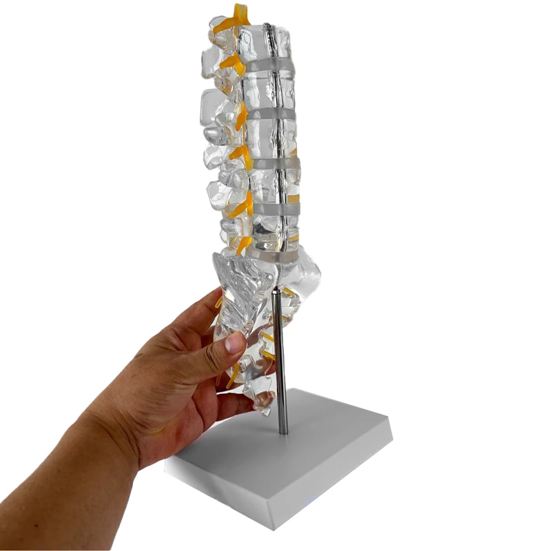 Transparent Lumbar Spine With Tailbone Model Intervertebral Disc,Spinal ...