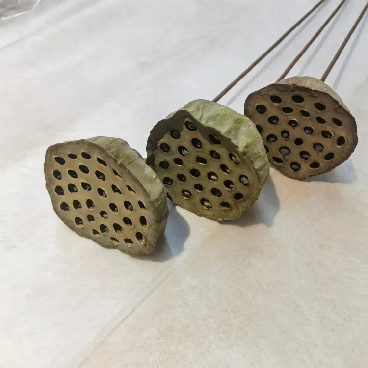 Dried Plants Lotus Pod Receptaculum Nelumbinis Dried Flower Dried Lotus ...