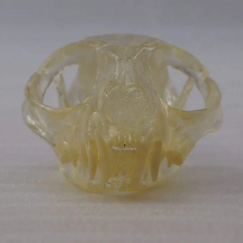 Transparent Animal Dental Cat Dentition Teeth Model For Teaching - Buy ...