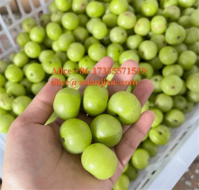 Hawthorn Fruit Seed Pitting Machine/ Cherry Seed Remover Cutting ...
