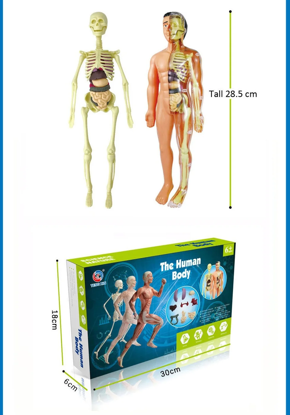 Human Body Model For Kids Toys 3d Model Study Human Torso Body Anatomy ...