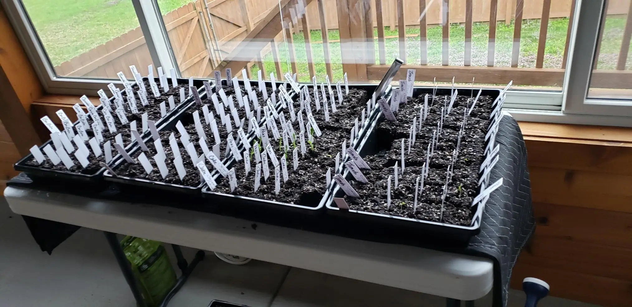 1020 Hydroponic Plastic Microgreens Growing Trays - Durable Seedling ...