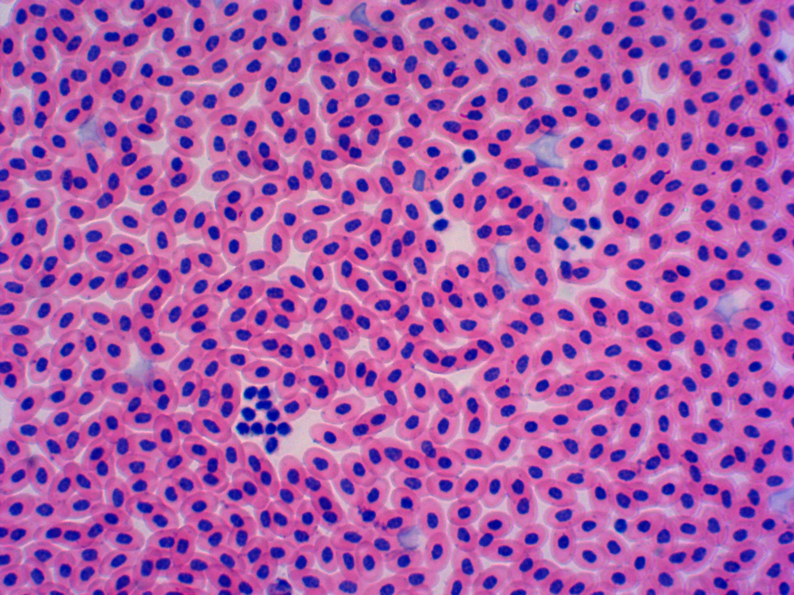 Microscope Slides Set Human Histology Slide Basic Biological Science ...