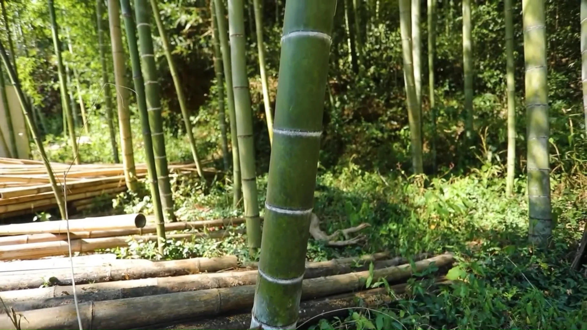 Wholesale Natural Lean The Tree Sticks Bulk Large Bamboo Stake Bamboo ...