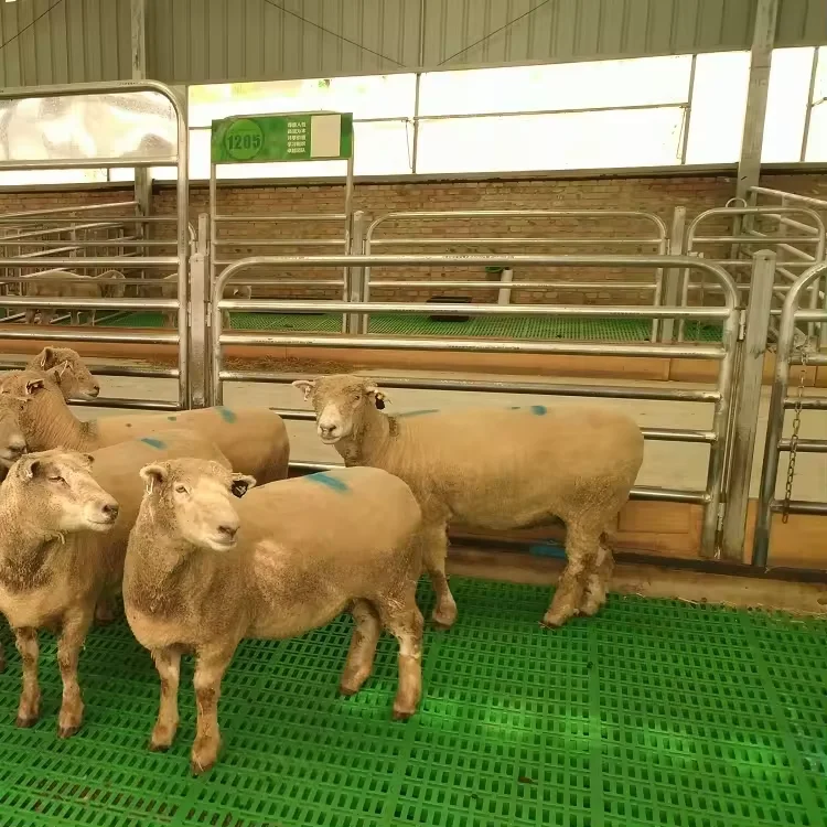 Plastic Slatted Flooring for Goat and Sheep - 600mm X 600mm