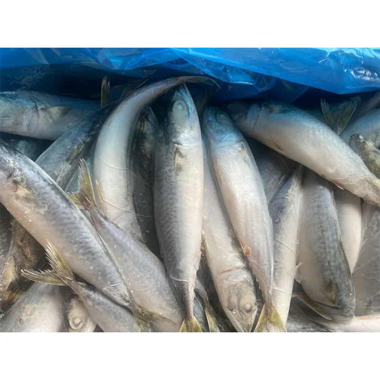 Frozen Iqf Pacific Mackerel Whole Round Bqf Pacific Mackerel Pacific ...