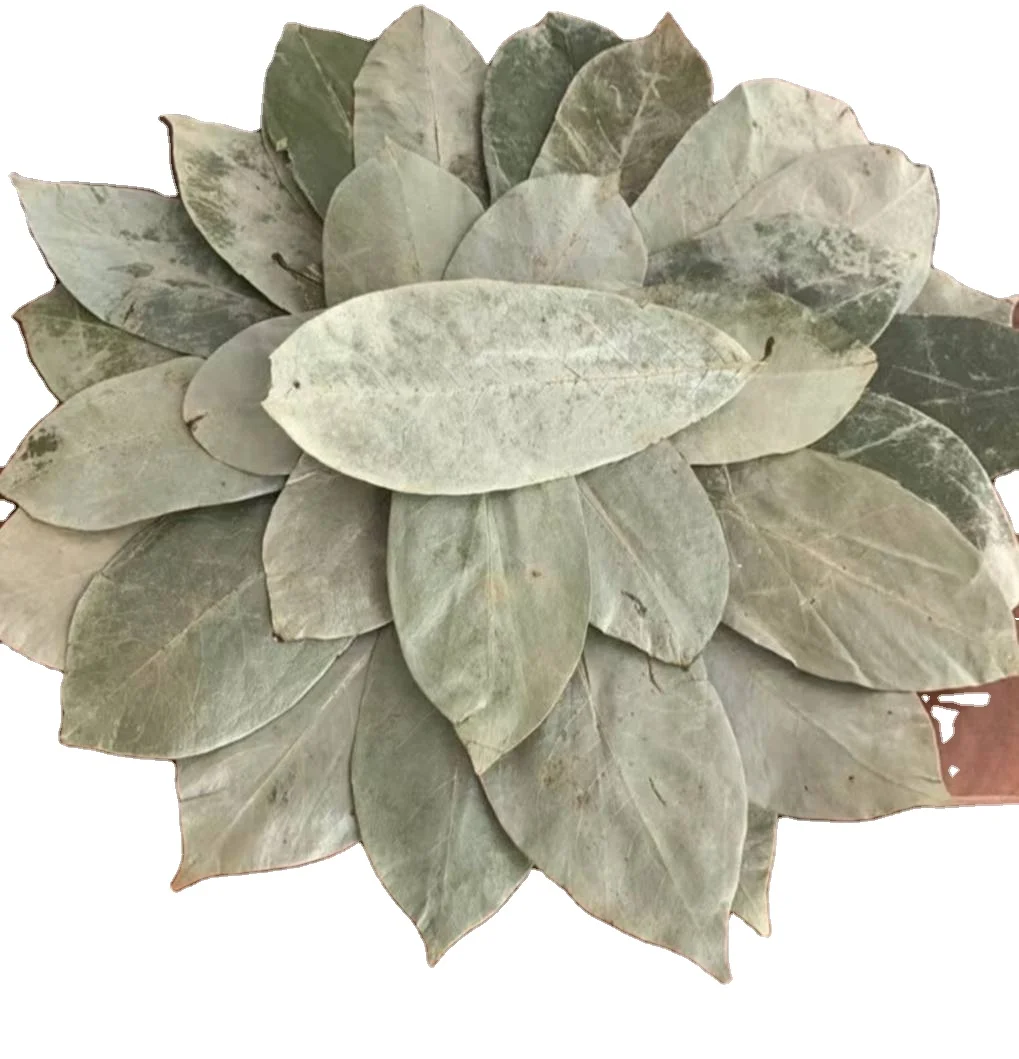 Dried Soursop Leaf/graviola Leaves - Buy Soursop Leaf,Graviola Leaves ...