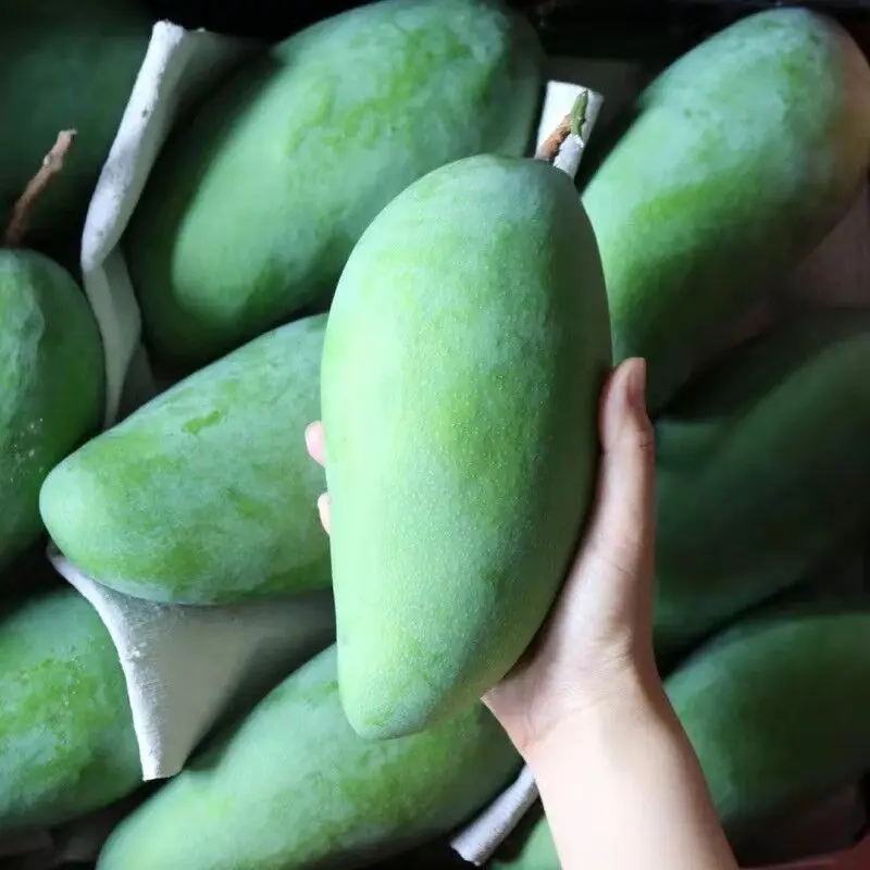 Fresh Mango Certified High Quality Fresh Fruits - Buy High Quality ...