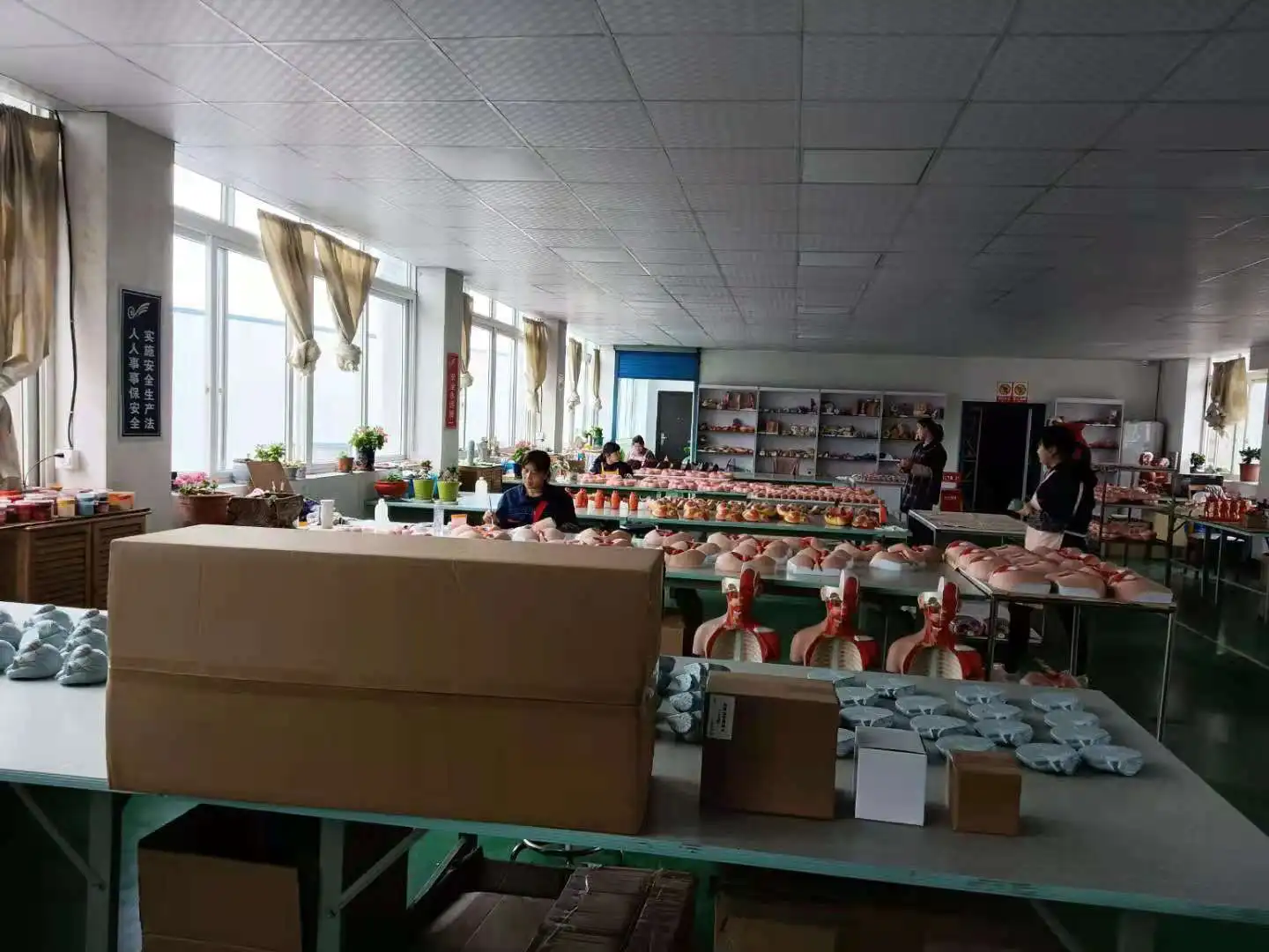 Pcv Plastic Human Anatomy Model Anatomical Models Human Body Anatomic ...