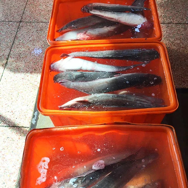 Farming Raised Frozen Whole Round Catfish Exporters - Buy Farm Raised ...