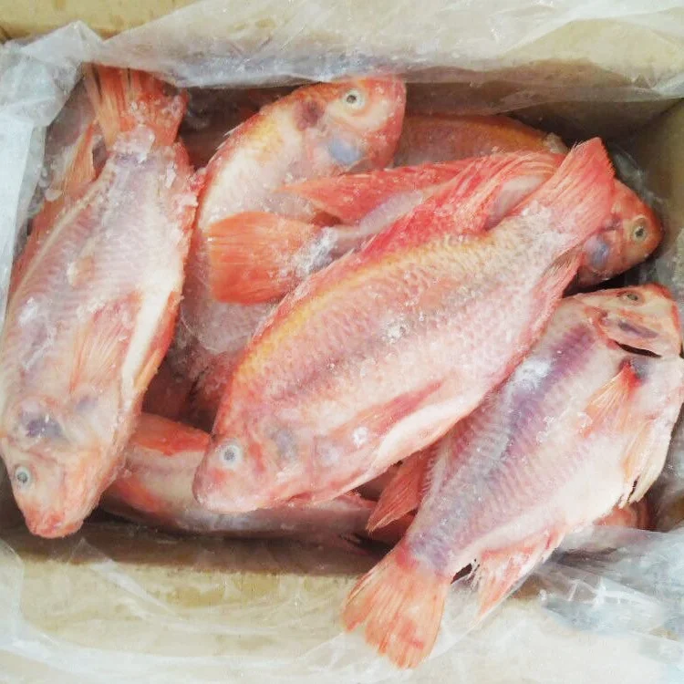 Good Quality Seafood Fresh Frozen Red Tilapia Fish - Buy Red Tilapia ...