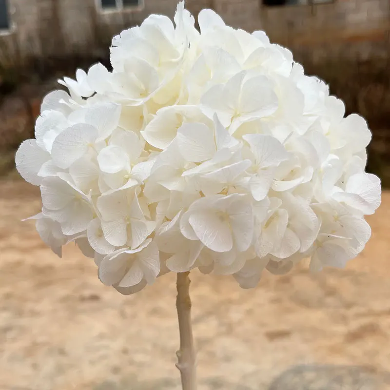 Preserved Big Leaf Hydrangeas Flowers Wedding Wholesale White Dried ...