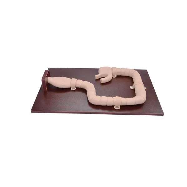 Kyrenmed Colonoscopy Simulator - Advanced Training Model