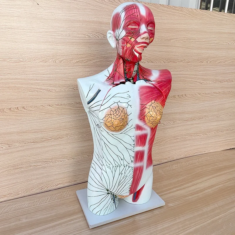 Anatomical Model of Lymphatic System of Whole Body Deep Lymphatic ...