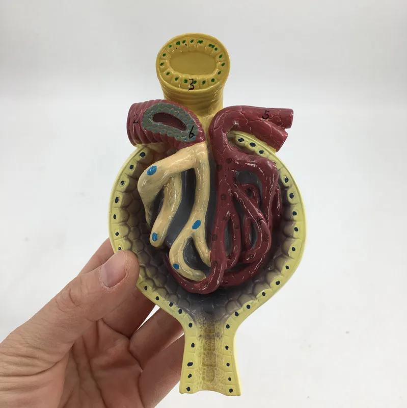 Medical Nephron Glomerulus Enlarged Kidney Anatomy Model