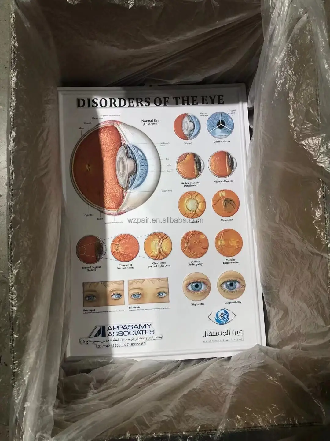 Customized 3d Embossed Medical Pvc Wall Chart - Buy Wall Chart,Medical ...