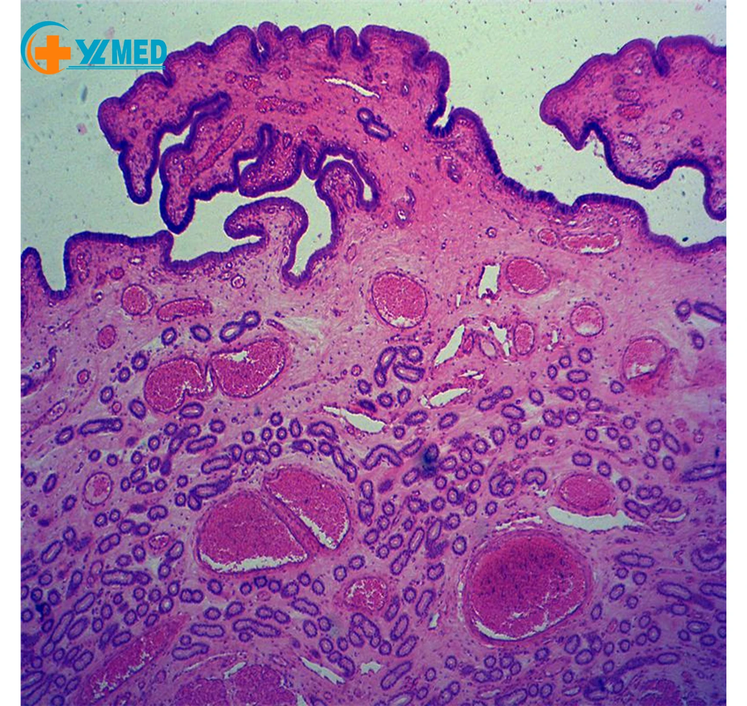 Larynx Microscope Slide