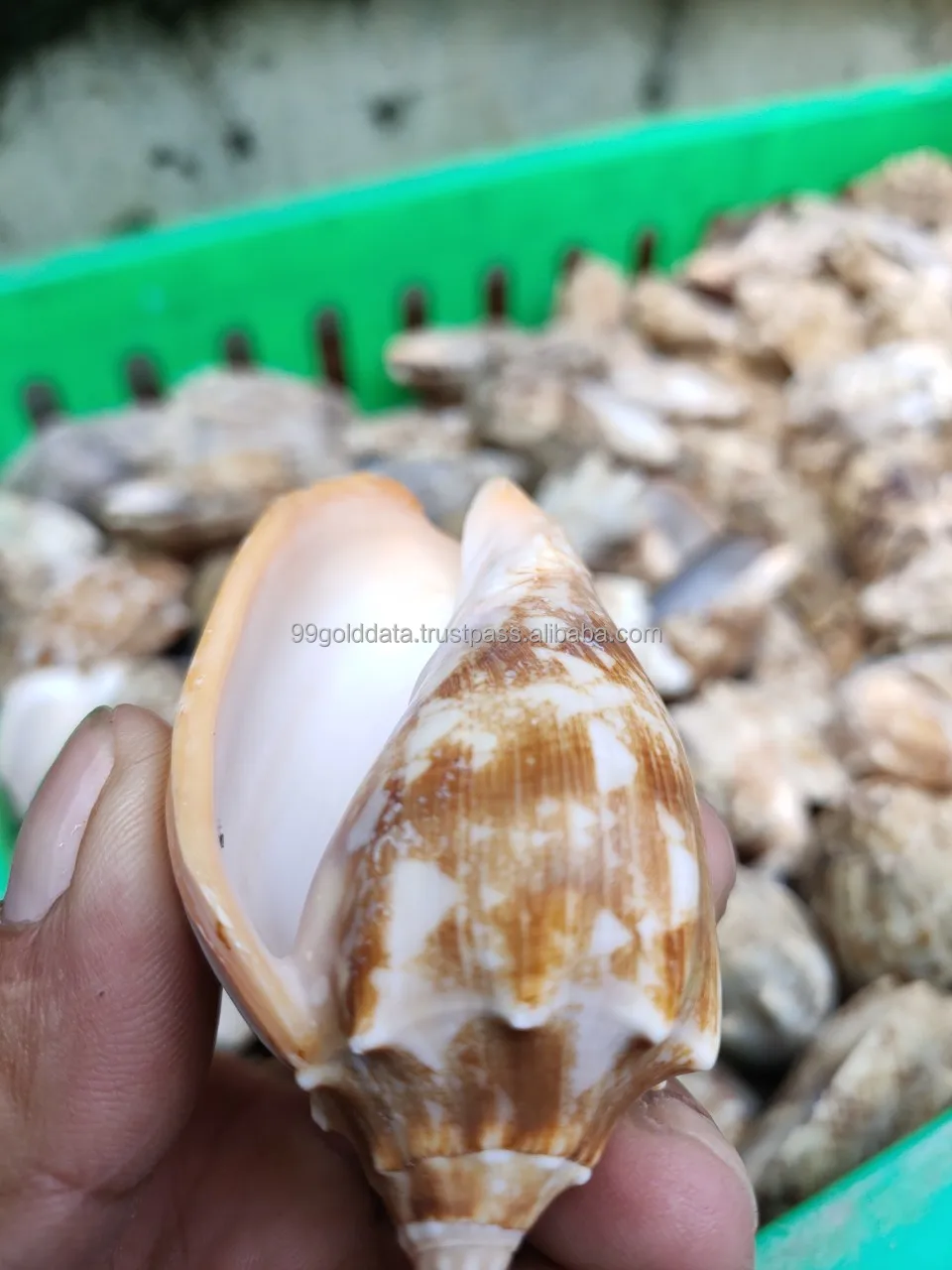 Natural Big Size Conch Shell Cassia Seashell Cassia Cornuta Seahsell ...