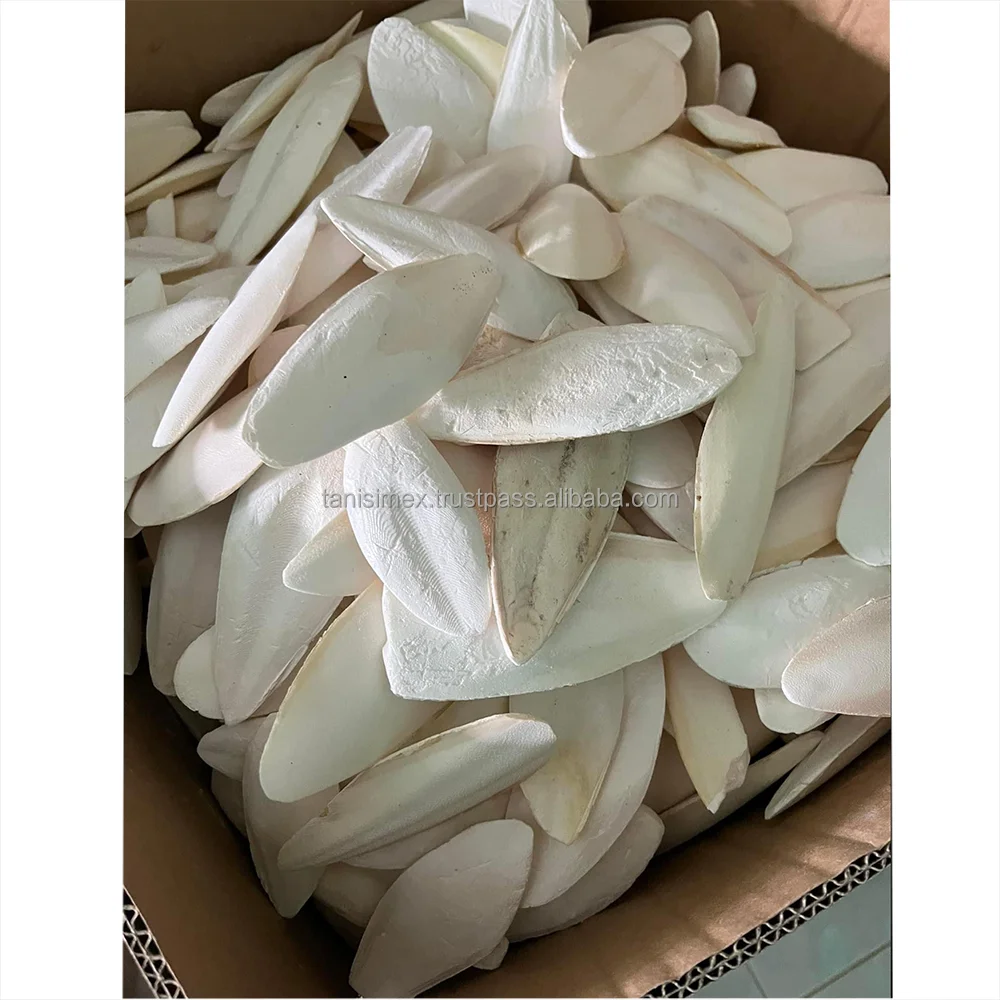 White Clean Dried Cuttlefish Bone Good Quality Directly From Factory ...