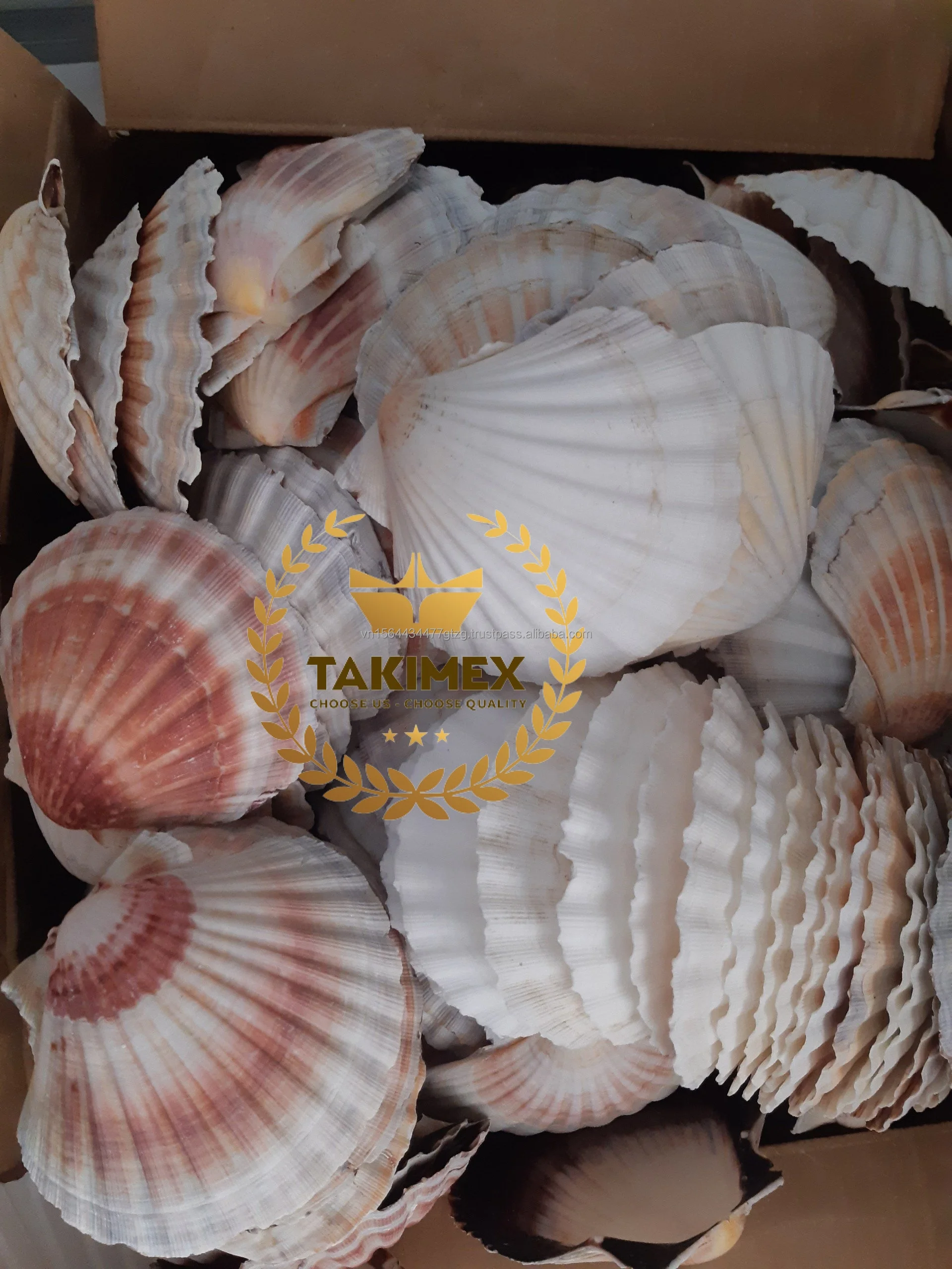 Farm Price Scallop Shells Seashell Vietnam Origin for Handmade ...