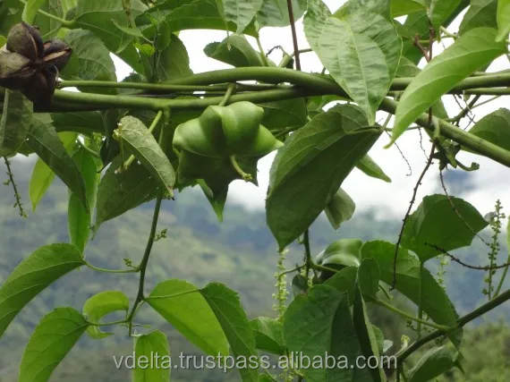 ROASTED SACHA SACHA INCHI NUT FROM VIETNAM- Make Sachi Oil - Helen +84 ...