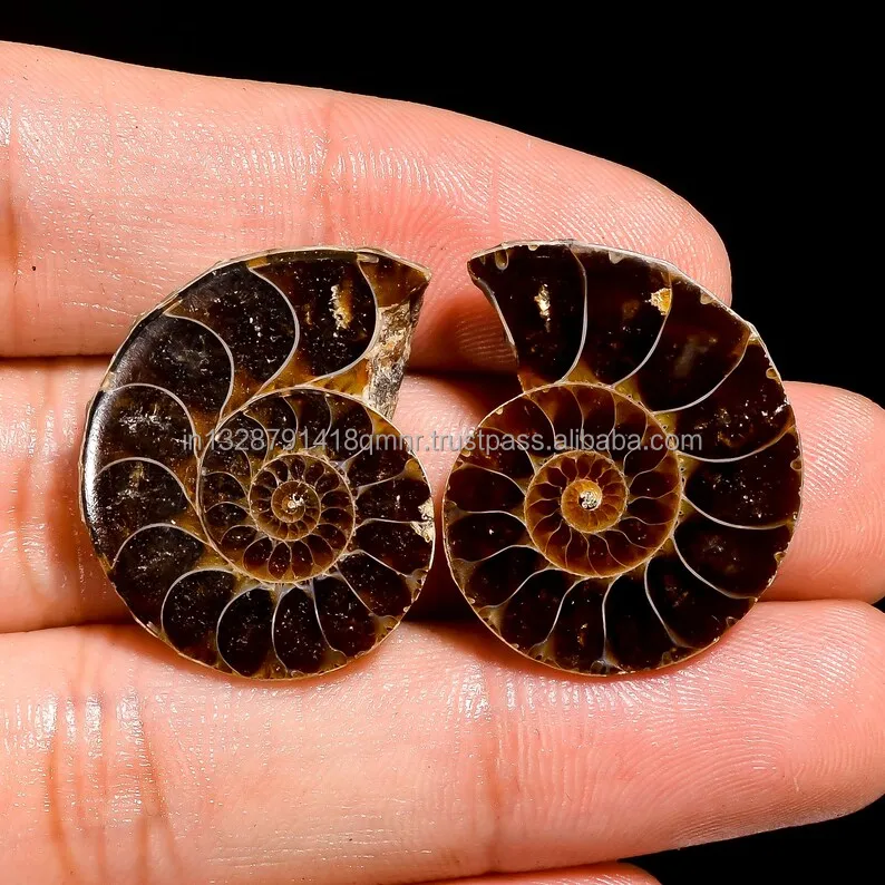 Natural Ammonite Smooth Plain Fancy Shape Loose Gemstone Cabochon - Buy ...
