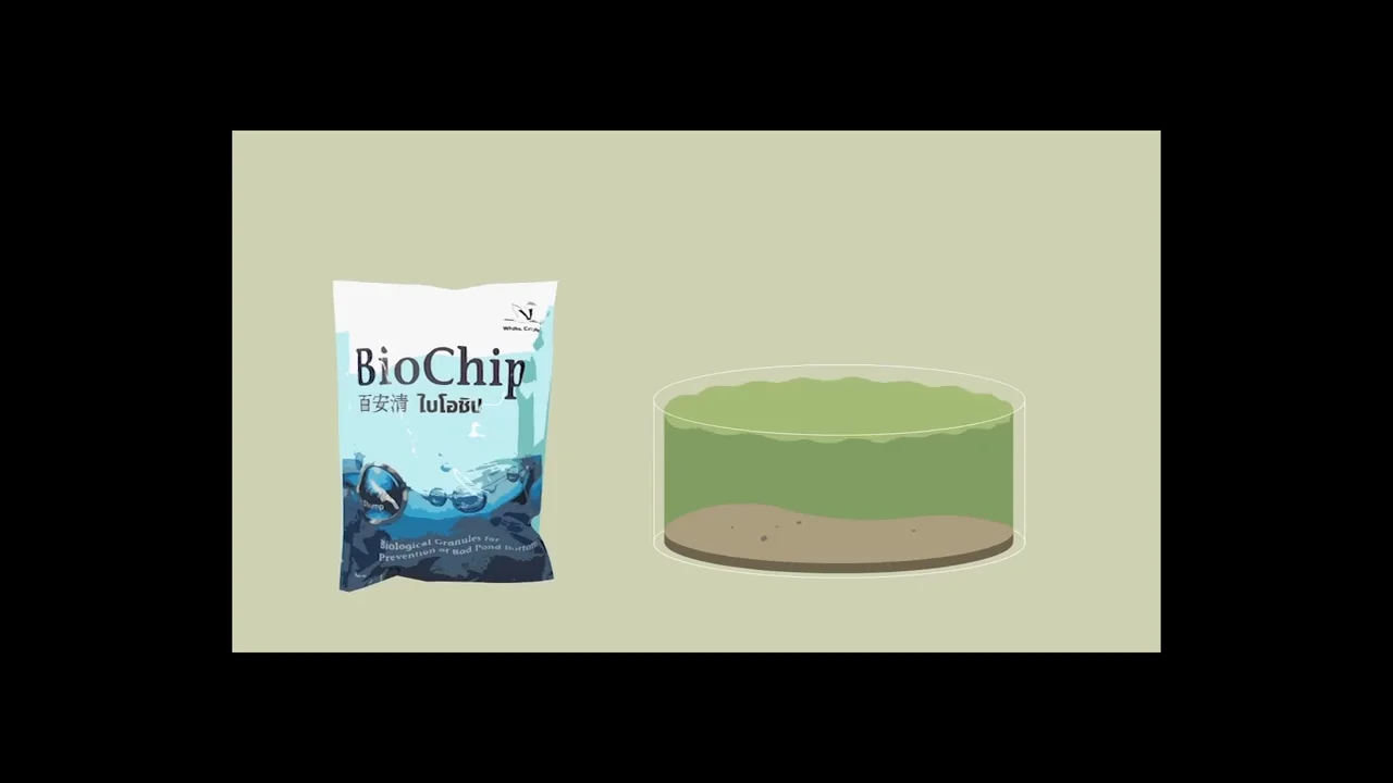 Biochip Bottom Cleaner Probiotics For Cleaning The Bottom Of Shrimp ...