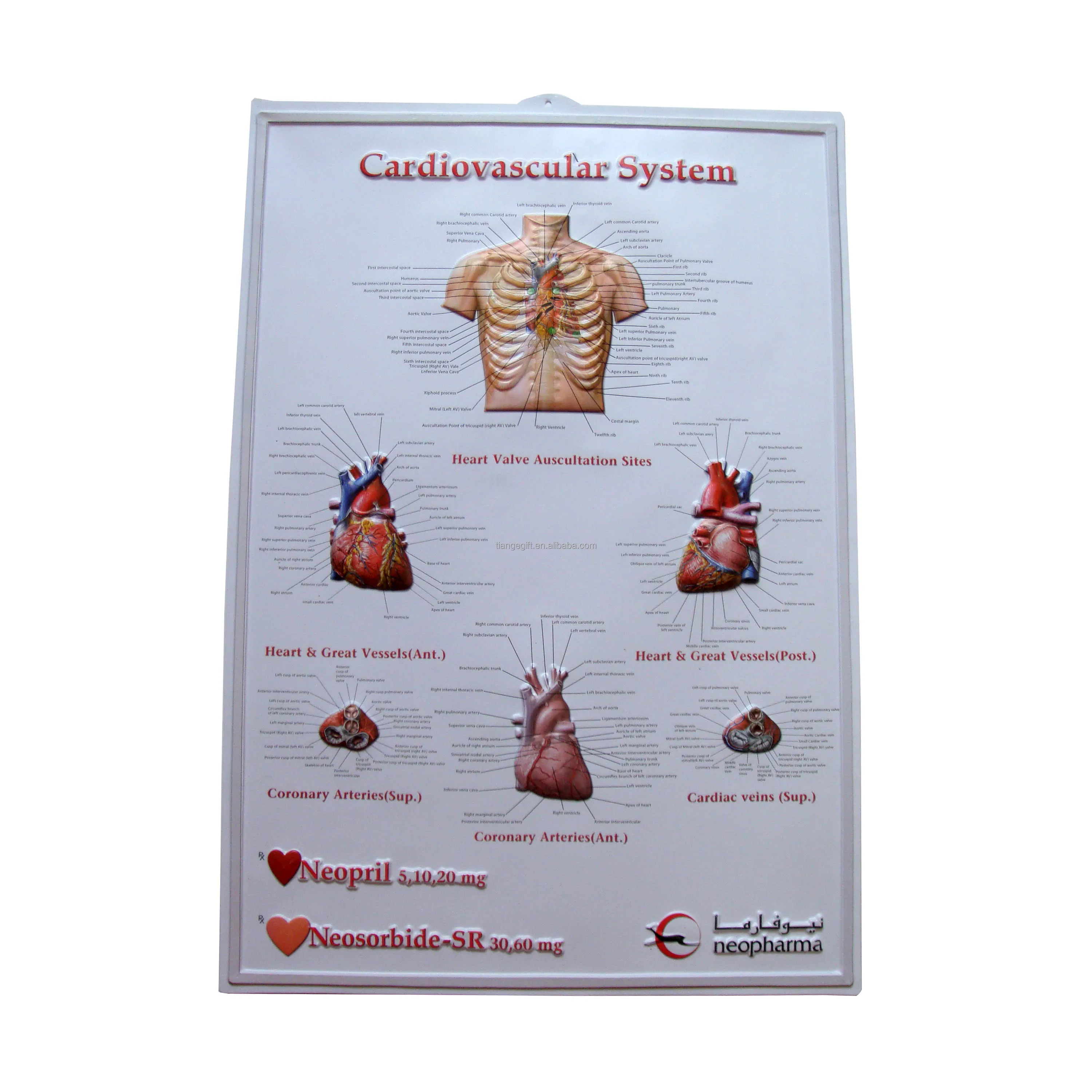 Customized 3D Medical Poster PVC Medical Wall Chart With Design ...