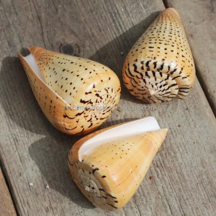 Large Crown Triton Conch Shells - Natural Eco-Friendly Seashells for ...