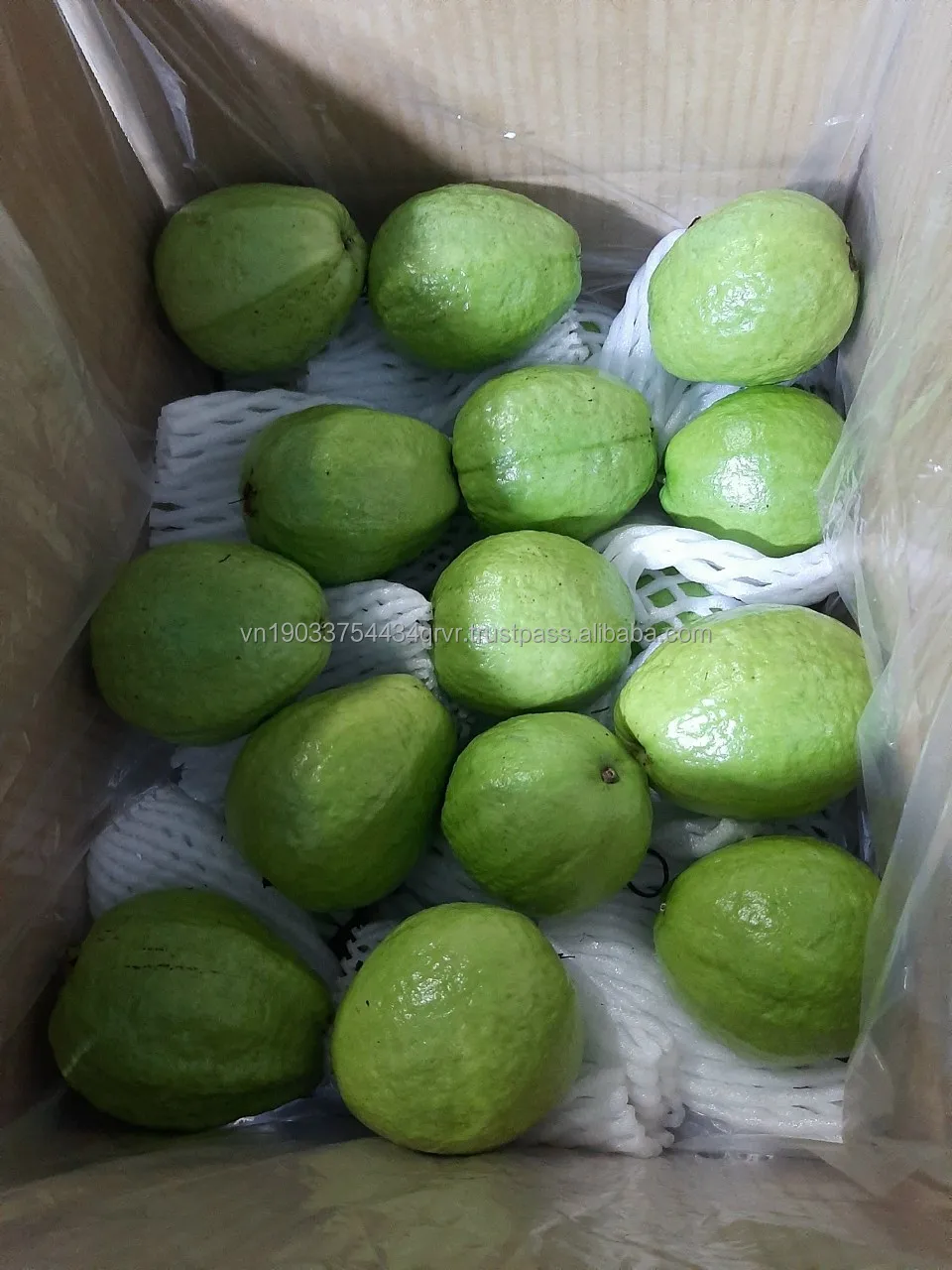 Sweet Fresh Guava Fruit - 100% Natural Supply OEM Packaging