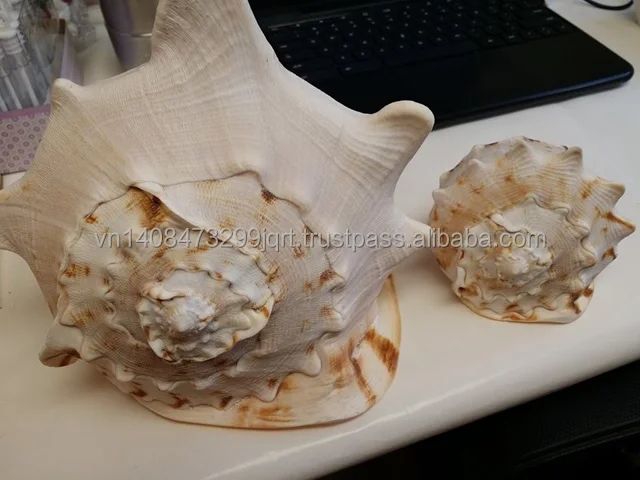 Wholesales Trumpet Triton Queen Seashells Conch Shell - Buy Seashell ...
