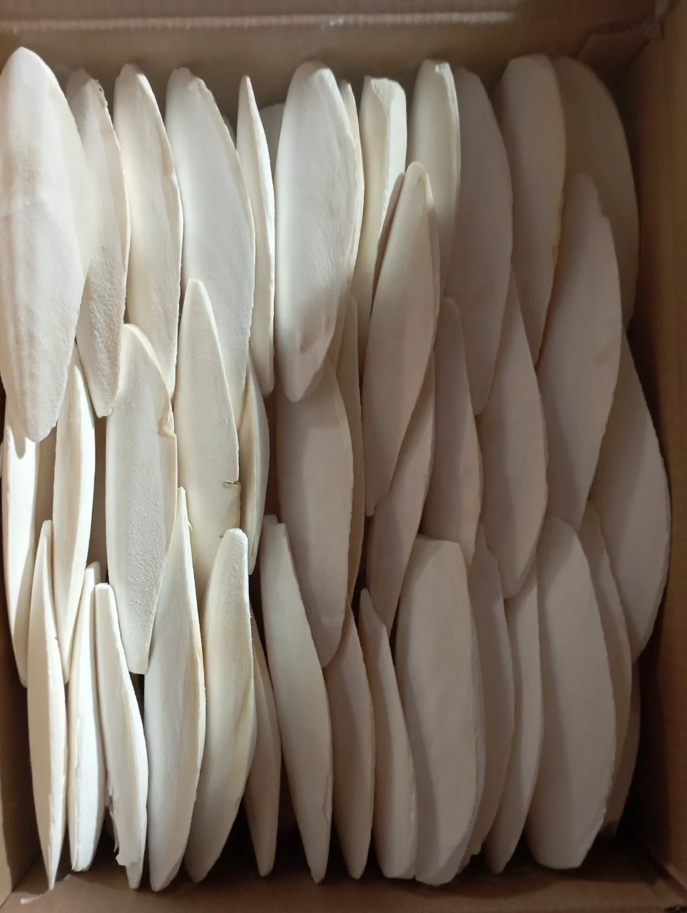 NEW ARRIVAL Cuttlefish Bone - Dried Cuttlebone/100% Natural for Parrot ...