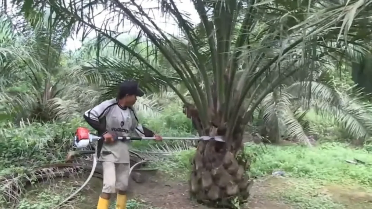 Telescopic Palm Harvester,Palm Tree Cutter - Buy Palm Harvester ...