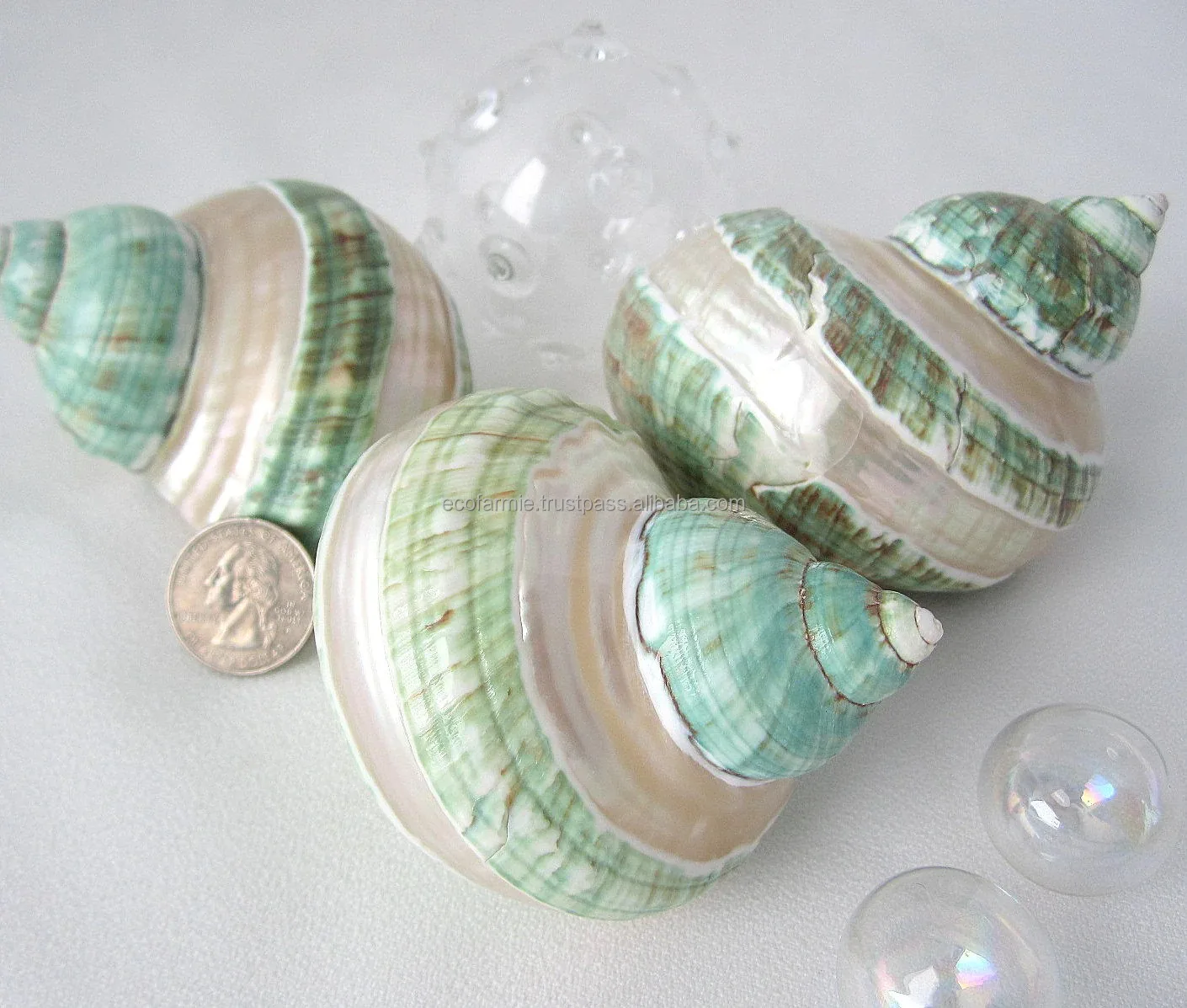 Large Crown Triton Conch Shells - Natural Eco-Friendly Seashells for ...