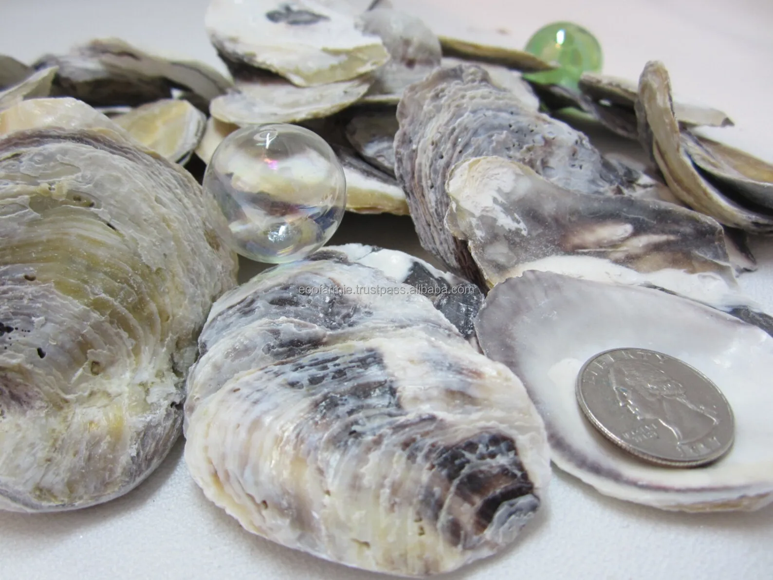 Natural Oyster Half Shells In Bulk Sale Collectible Decor Empty Ocean ...