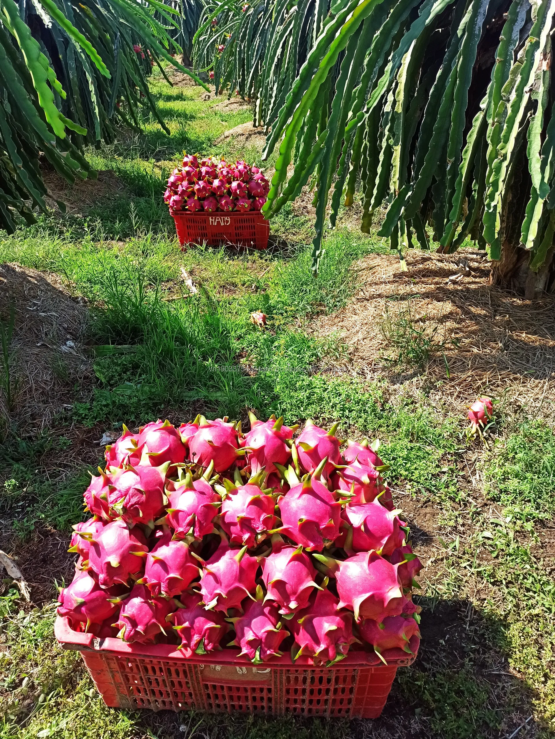 Fresh Dragon Fruit From Farm Origin Vietnam Best Price For Export ...
