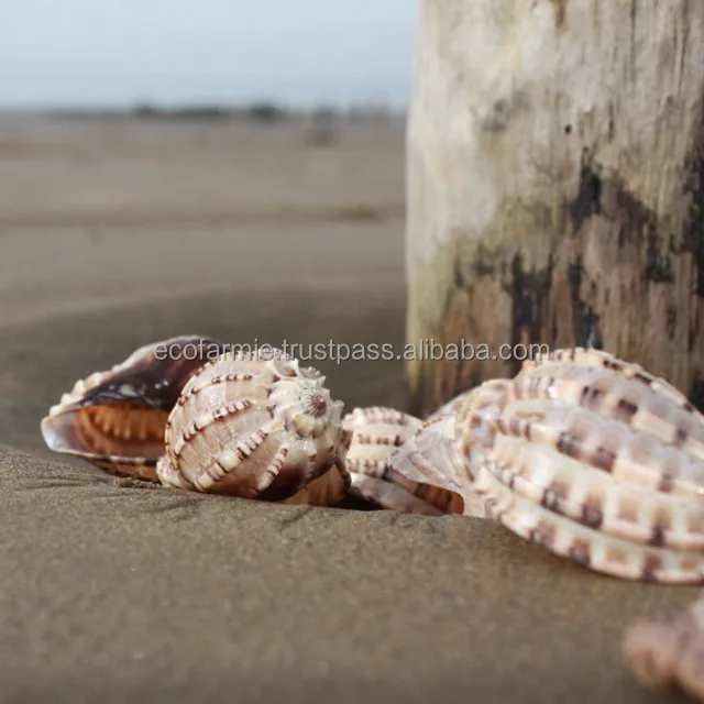 Eco-friendly Ocean Seashells - Perfect for Home Decor