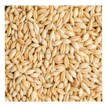 Barley Grains Premium Barley Seeds / Animal Feed Barley / Bulk Barley ...