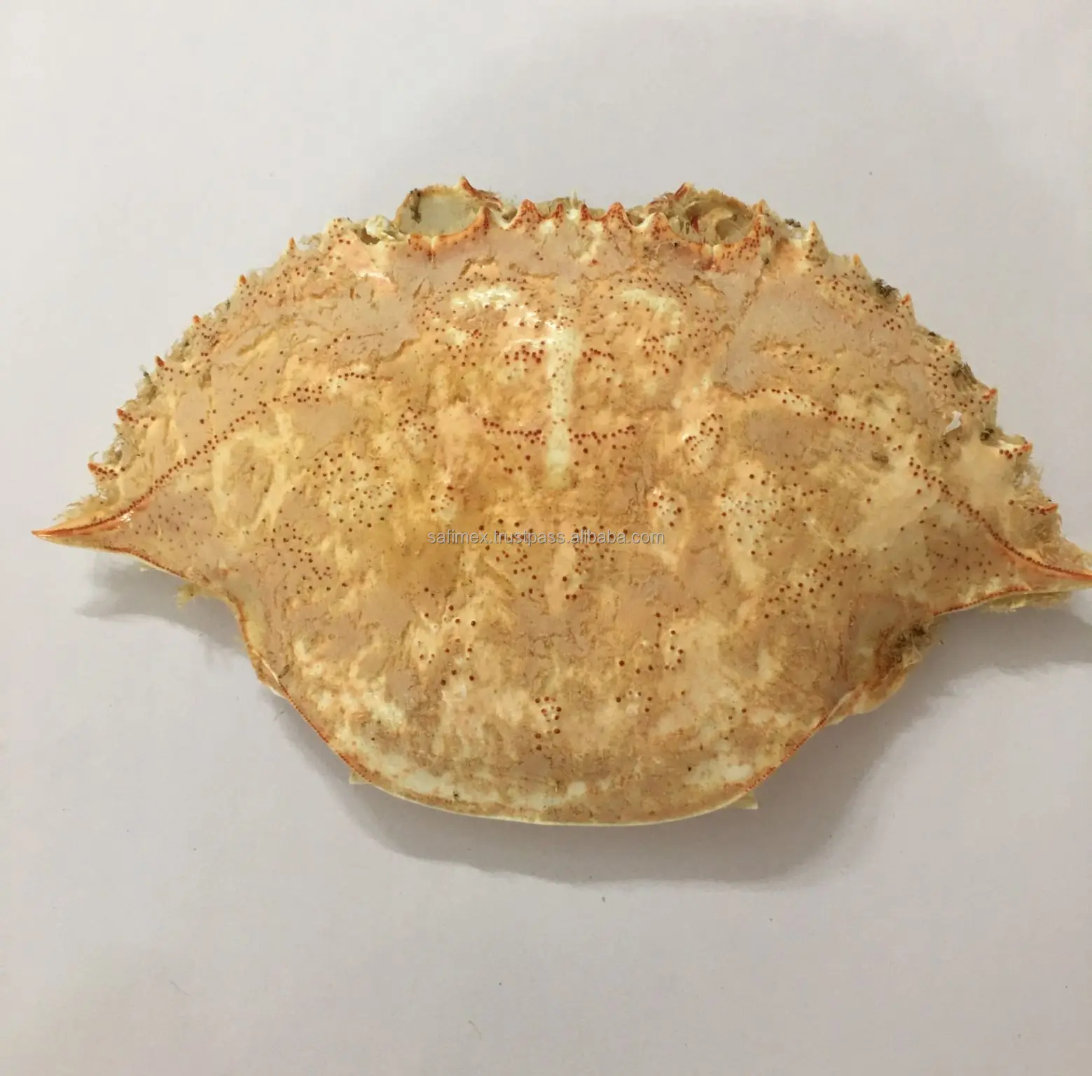 Large Crab Shell for Food Stuff Seafood / Crab Shell for Farci Cuisine ...