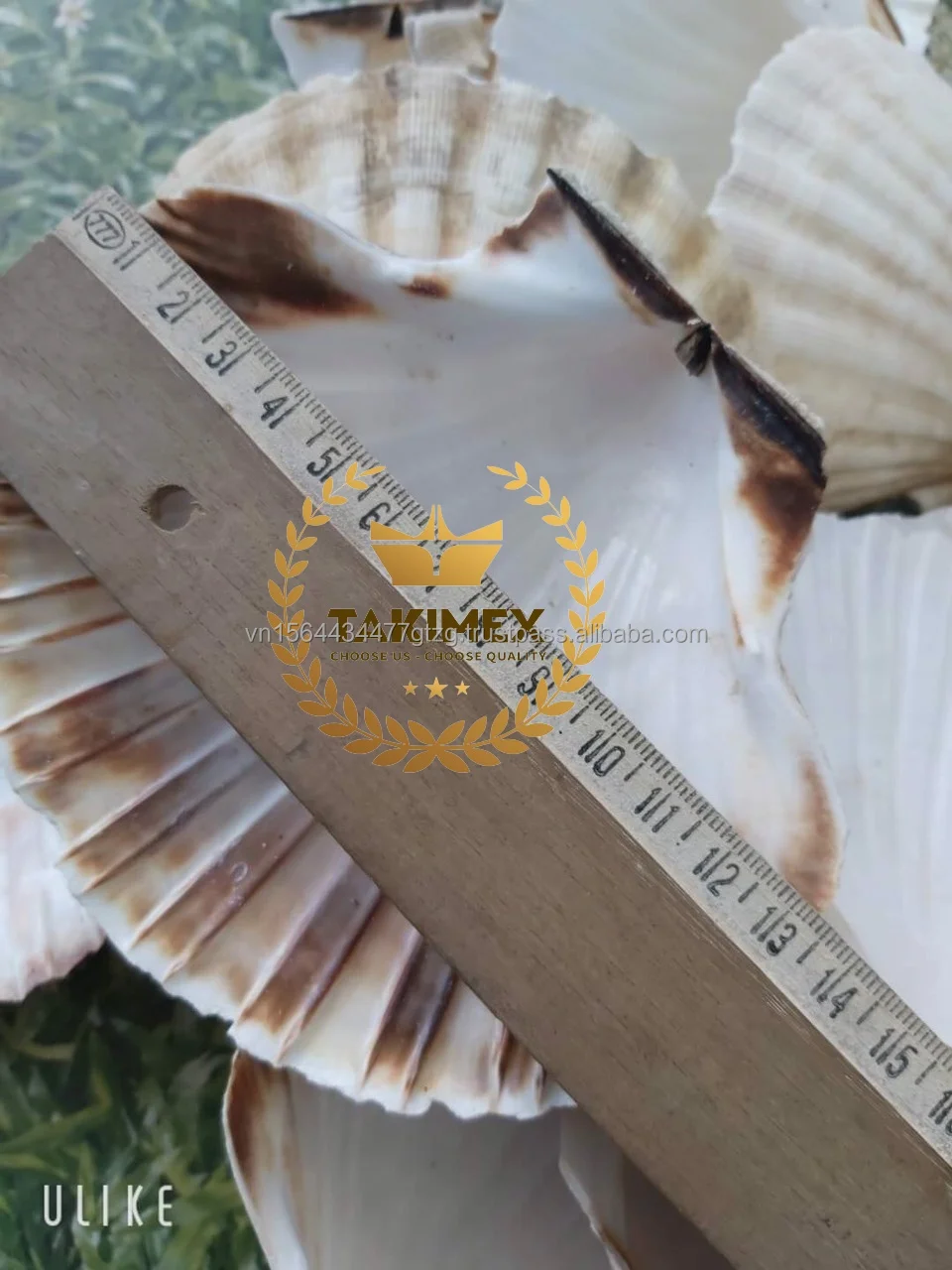 Seashells for Crafts - Dried Scallop Shell - Abalone Shell Craft