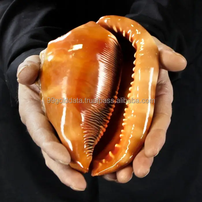 Natural Big Size Conch Shell Cassia Seashell Cassia Cornuta Seahsell ...